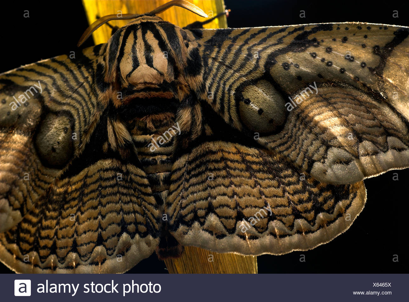 Owl Moth High Resolution Stock Photography and Images - Alamy