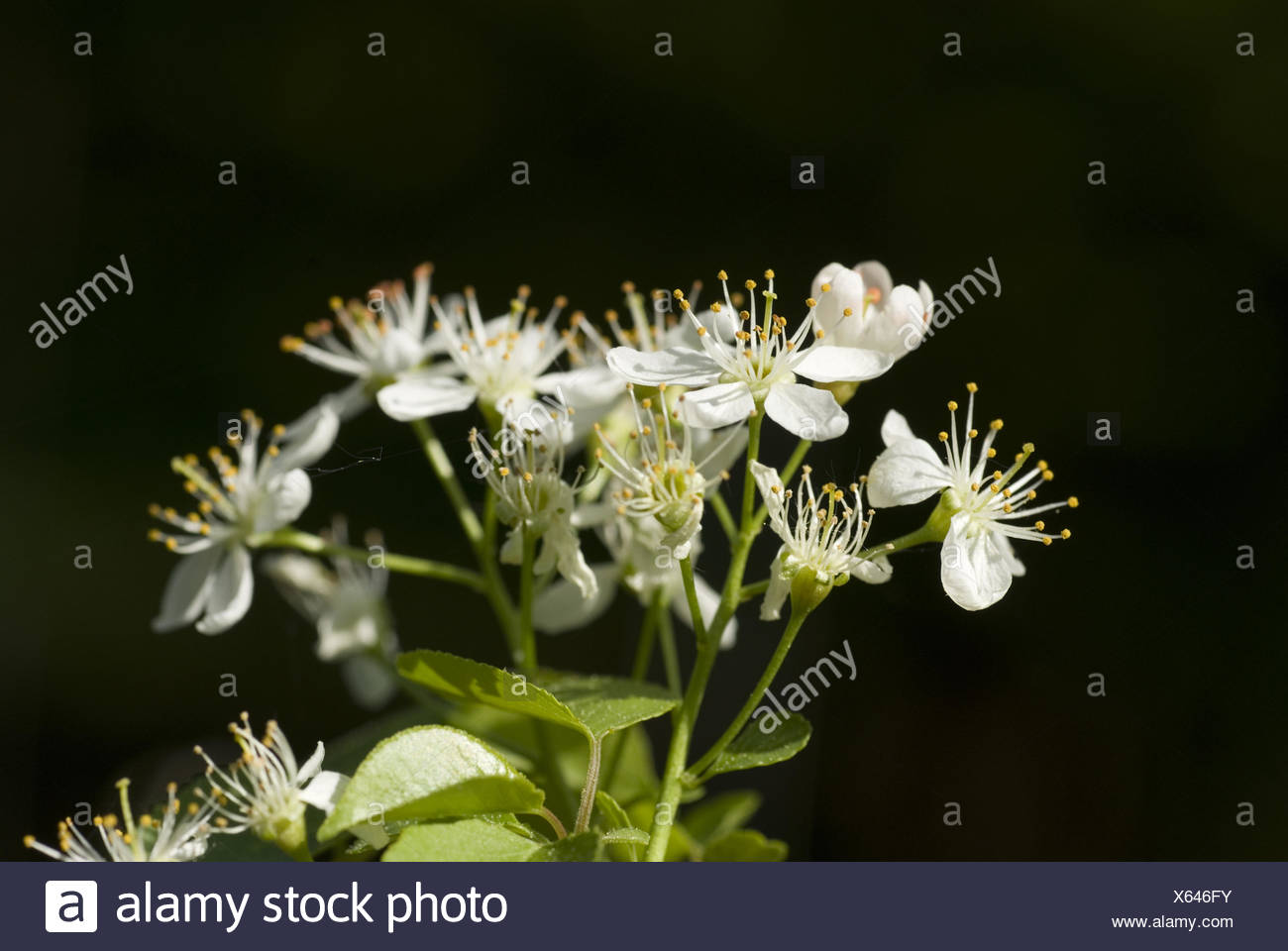 Spiraeoideae Stock Photos & Spiraeoideae Stock Images - Alamy