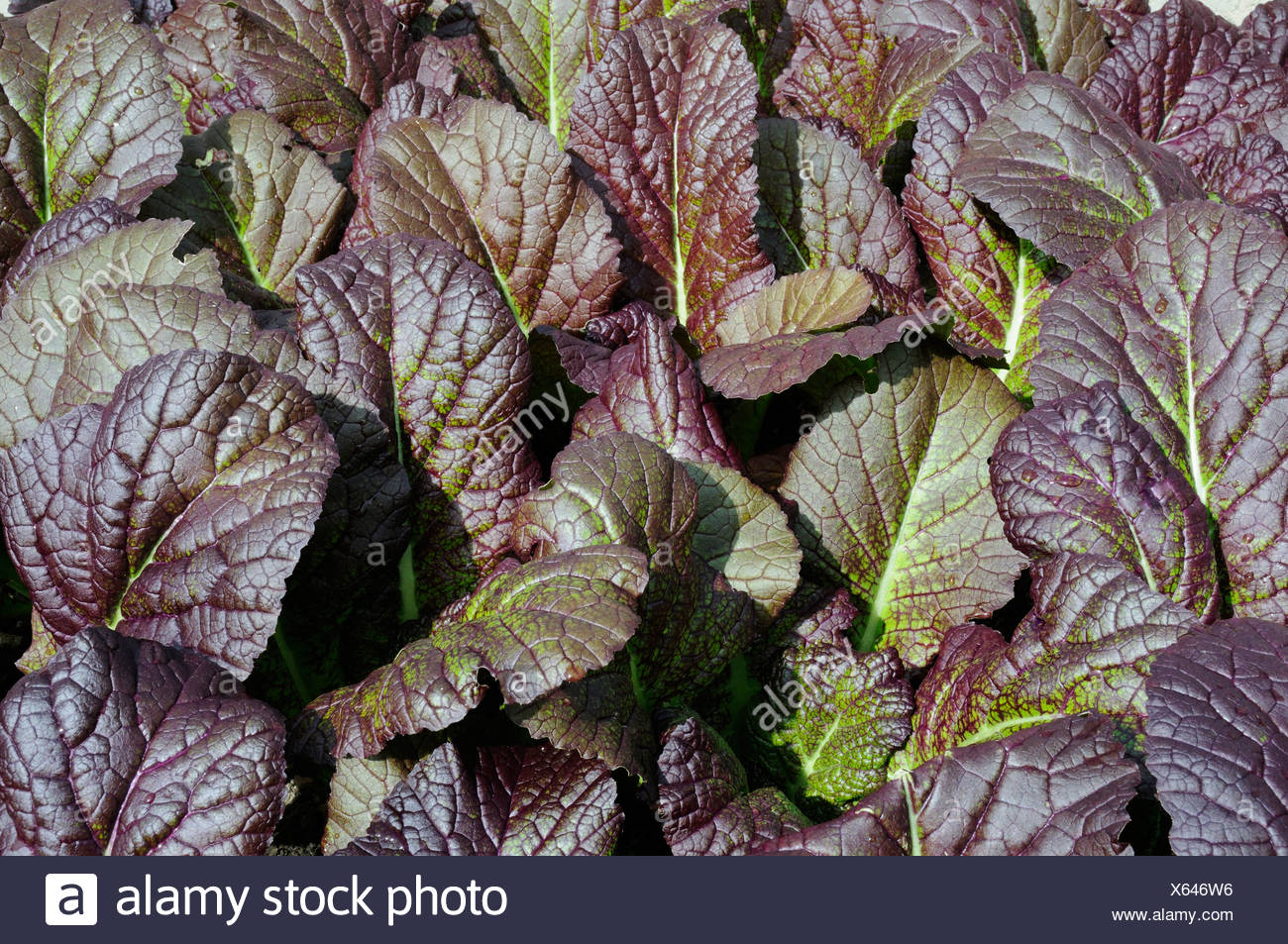 Red Pak Choi High Resolution Stock Photography and Images - Alamy