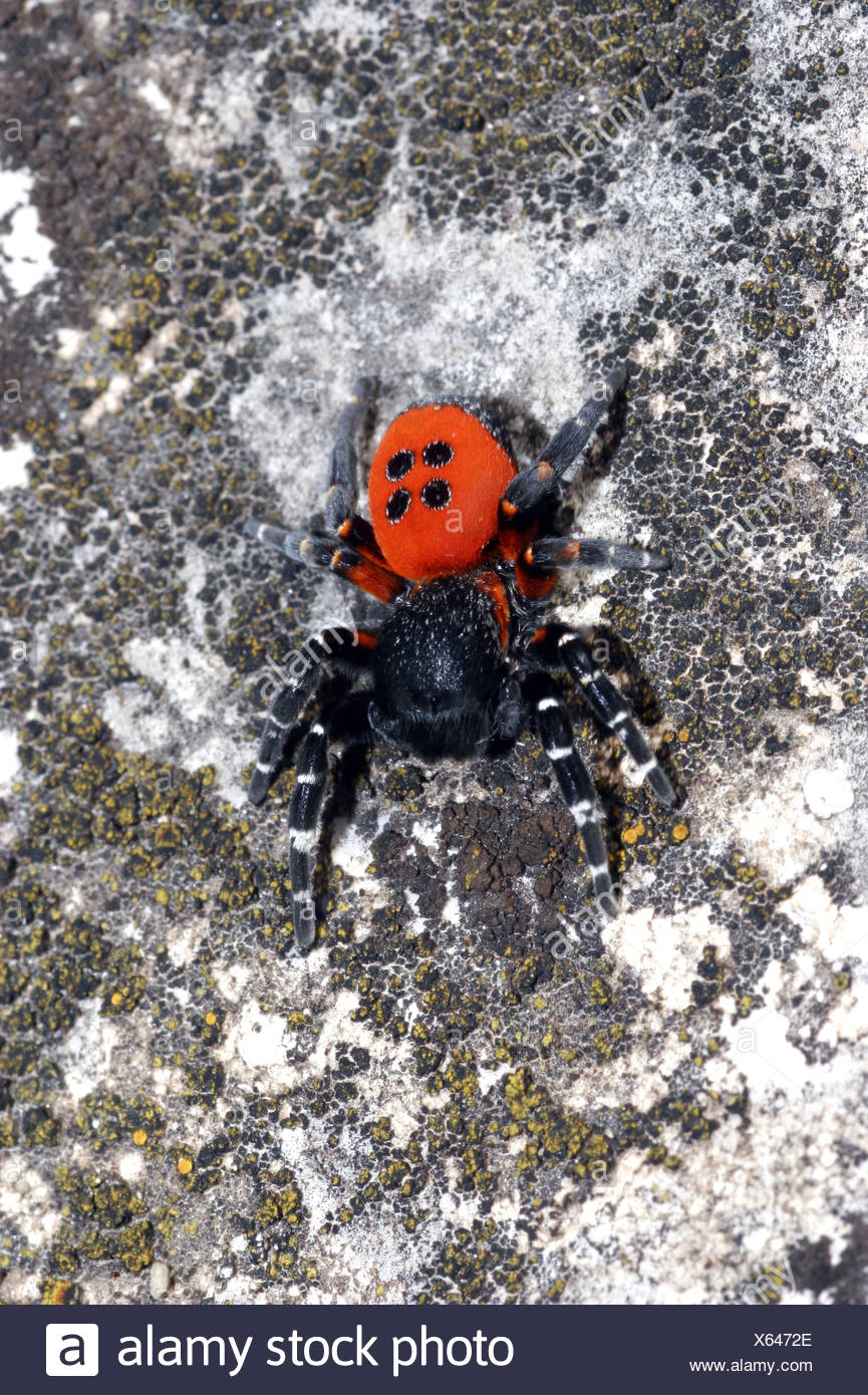 Eresus Niger High Resolution Stock Photography and Images - Alamy