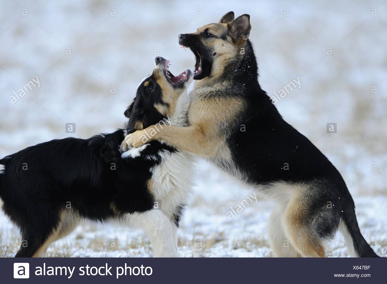 Alsatian Angry Stock Photos & Alsatian Angry Stock Images - Alamy