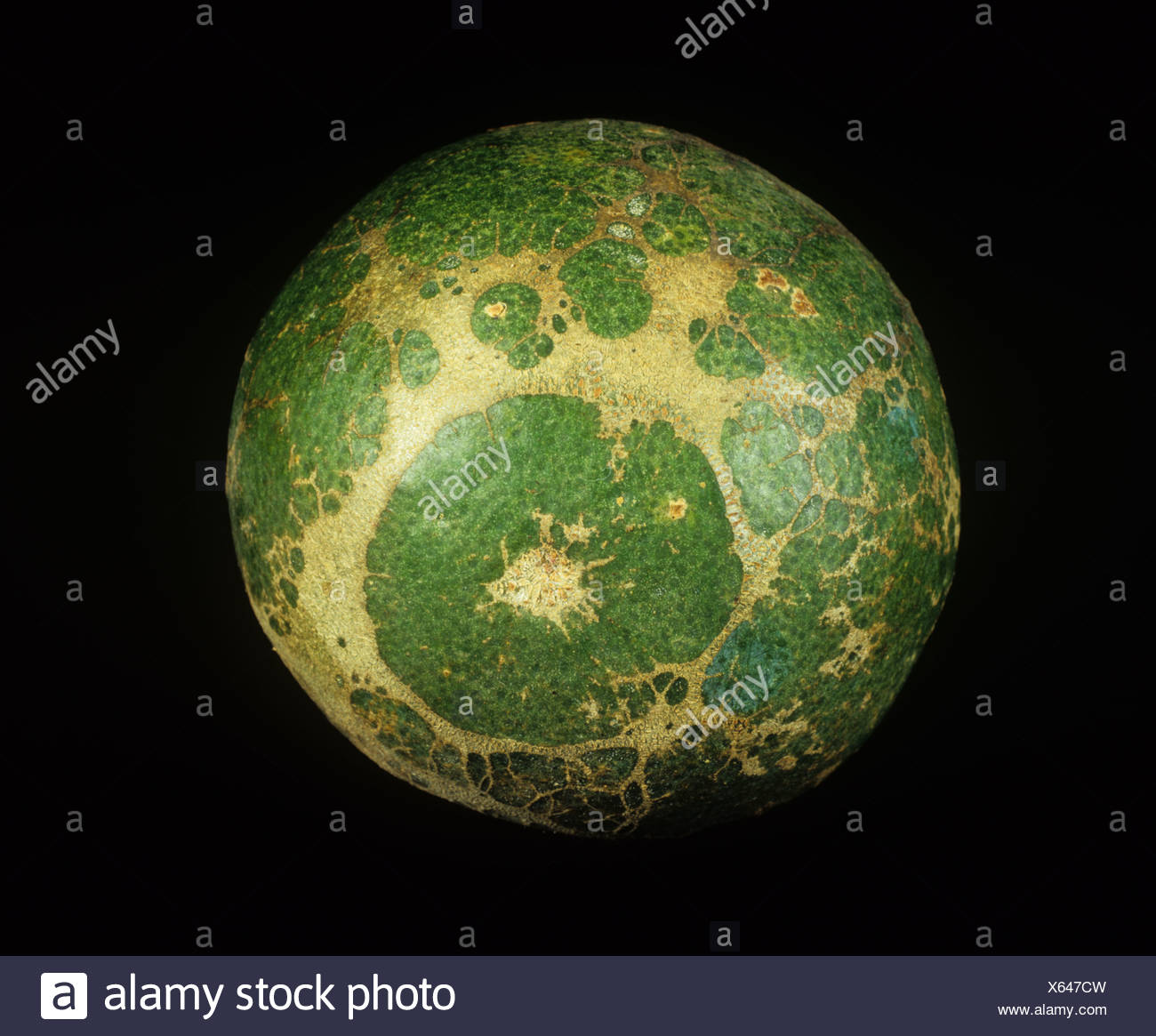 Greenhouse Thrips High Resolution Stock Photography and Images - Alamy