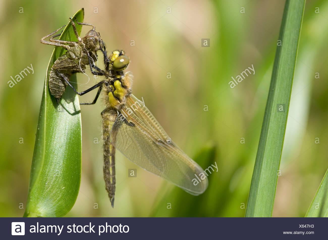 Libellula Depressa Larva High Resolution Stock Photography and Images ...