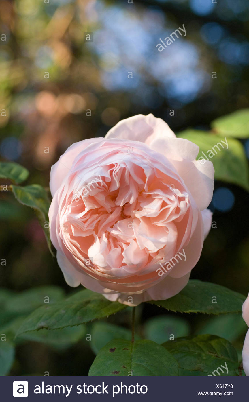 Saint Cecilia Stock Photos & Saint Cecilia Stock Images - Alamy