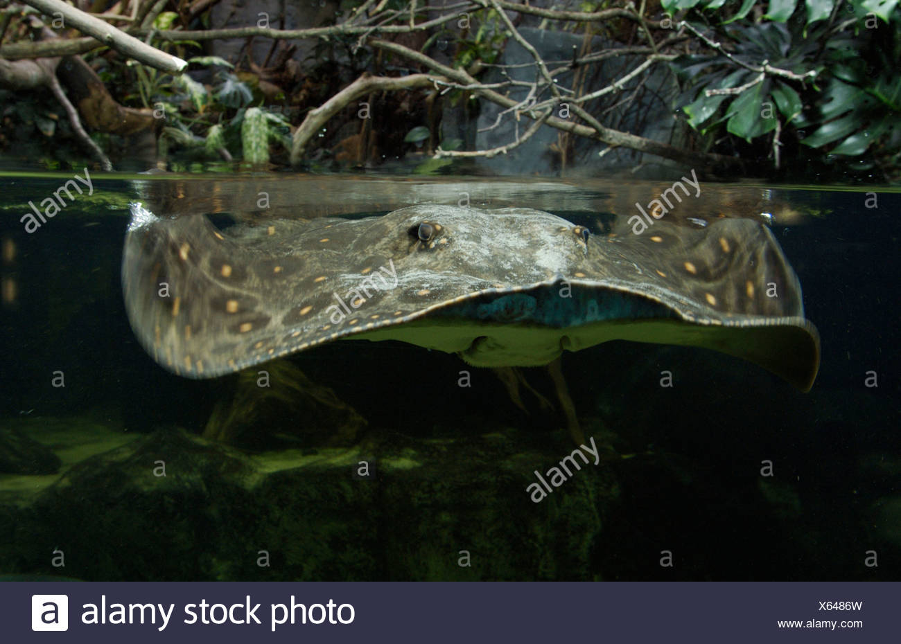 Freshwater Stingray High Resolution Stock Photography and Images - Alamy