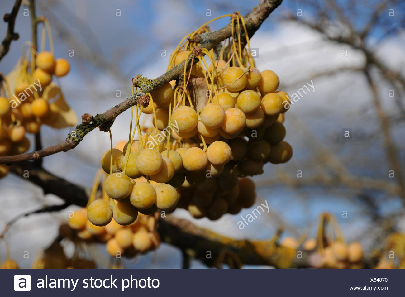 Ginkgo Fruit High Resolution Stock Photography and Images - Alamy