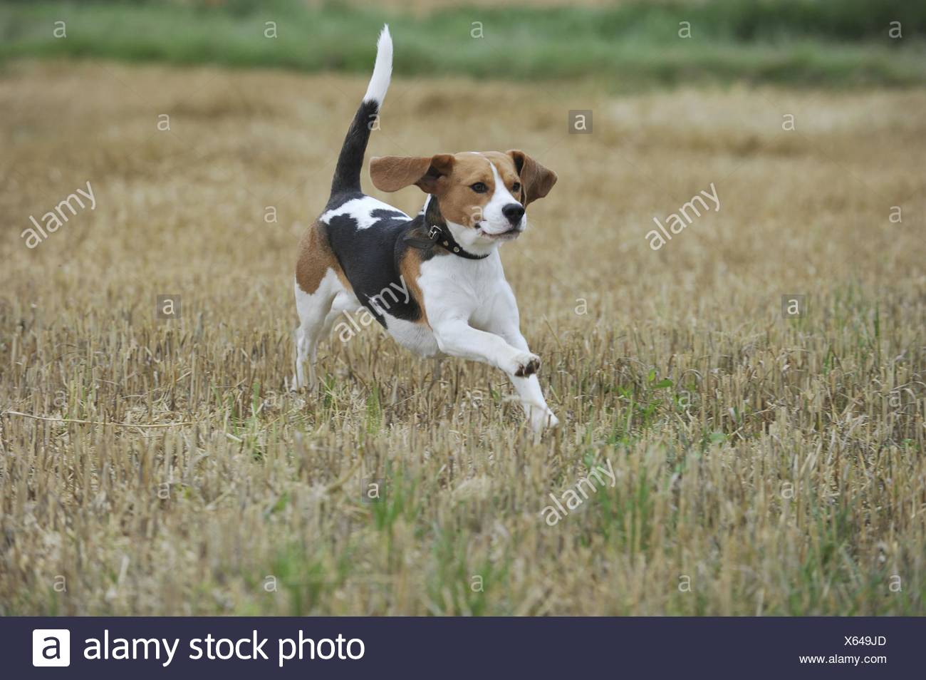 Beagles Stock Photos & Beagles Stock Images - Alamy