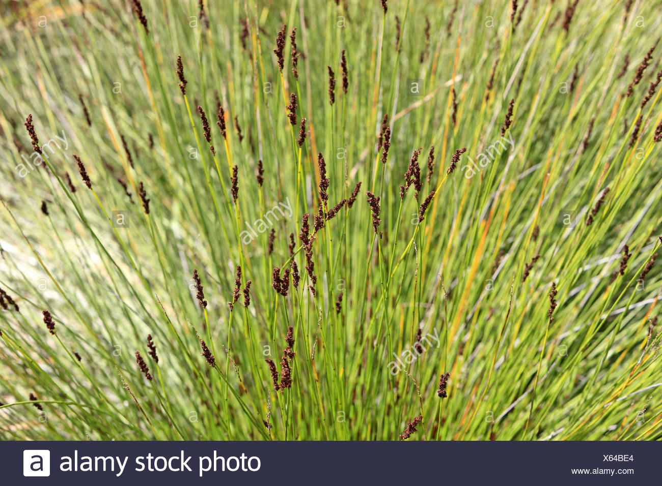 Dakriet High Resolution Stock Photography and Images - Alamy