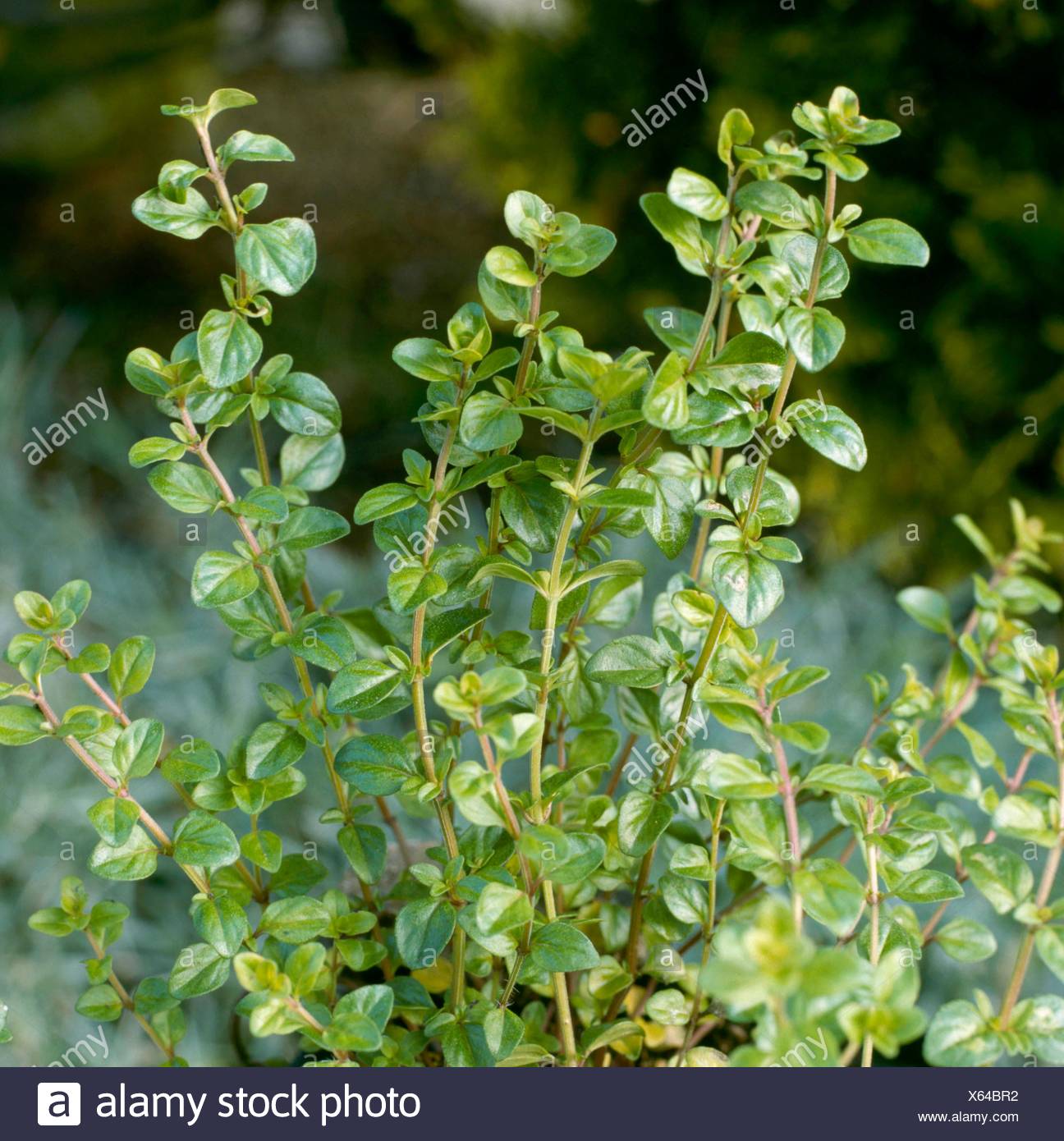Broad Leaved Thyme High Resolution Stock Photography and Images - Alamy