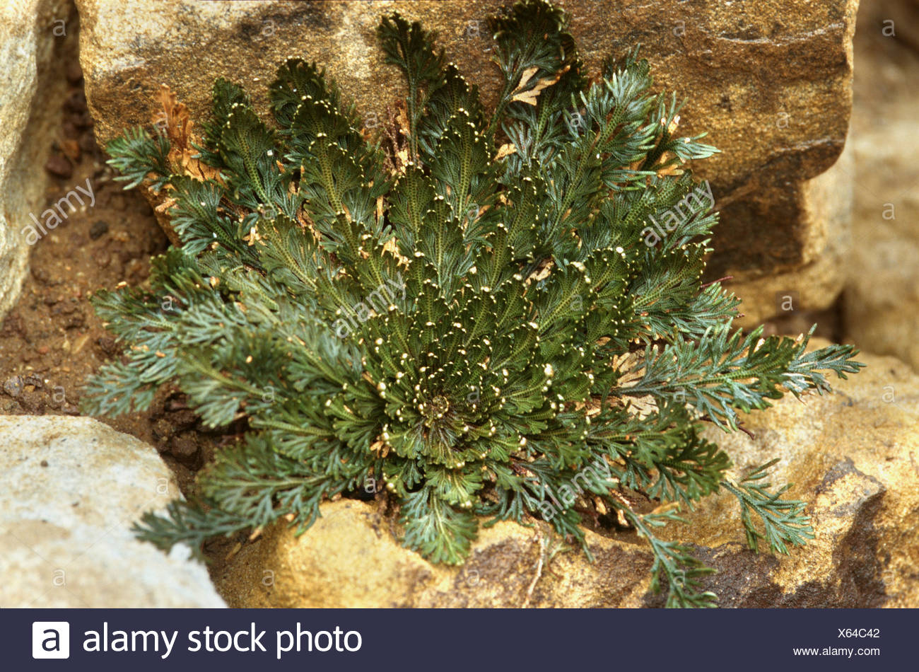 Resurrection Plant High Resolution Stock Photography and Images - Alamy
