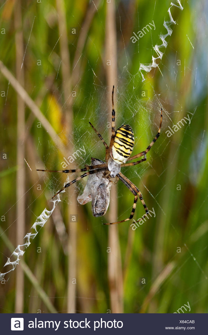 Invasive Spider High Resolution Stock Photography and Images - Alamy