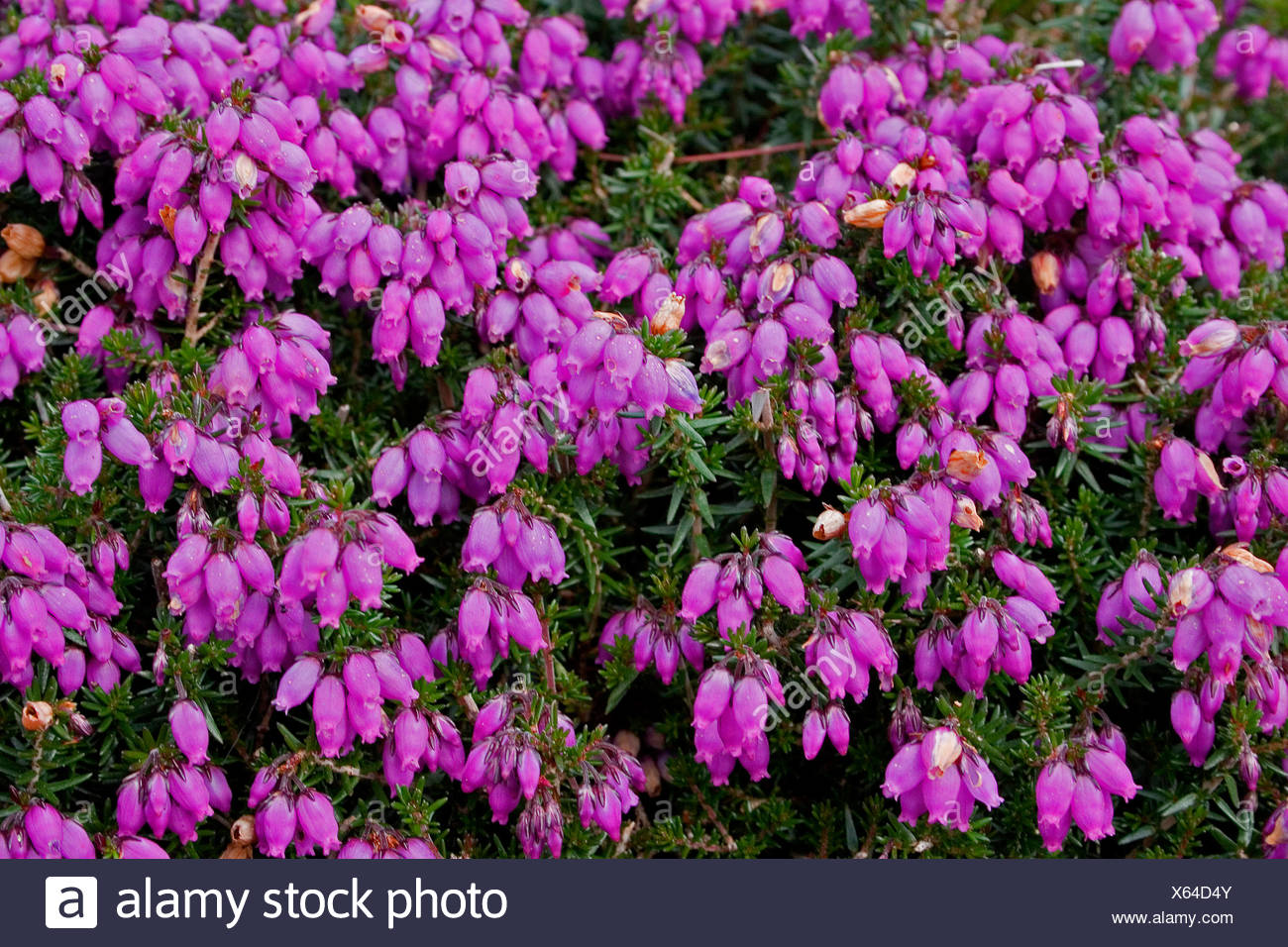 Bell Heather High Resolution Stock Photography and Images - Alamy