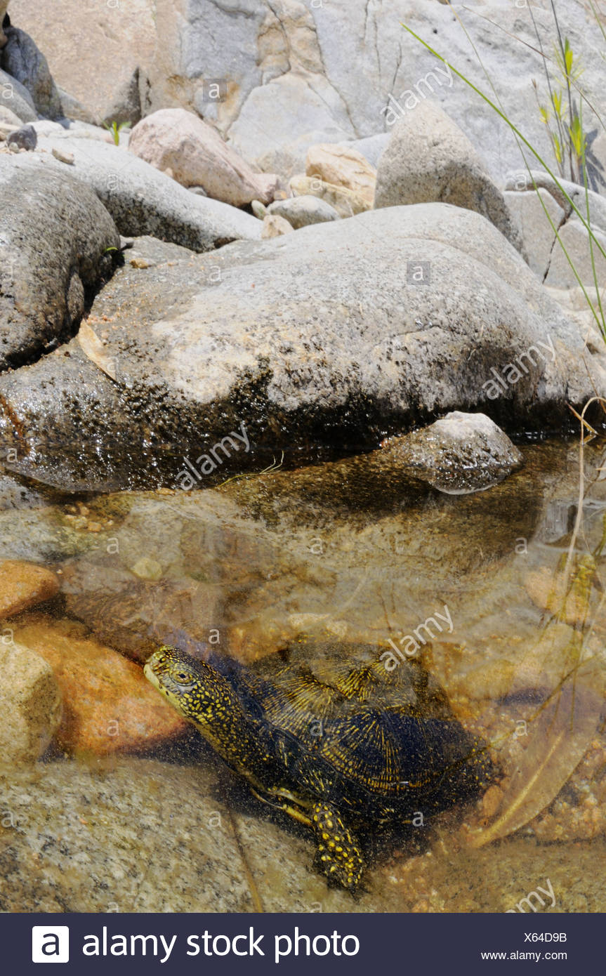 Terrapin Asia Stock Photos & Terrapin Asia Stock Images - Alamy