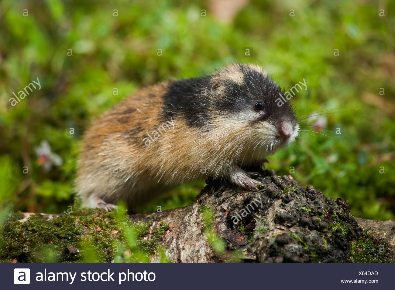 Norway Lemmings High Resolution Stock Photography and Images - Alamy