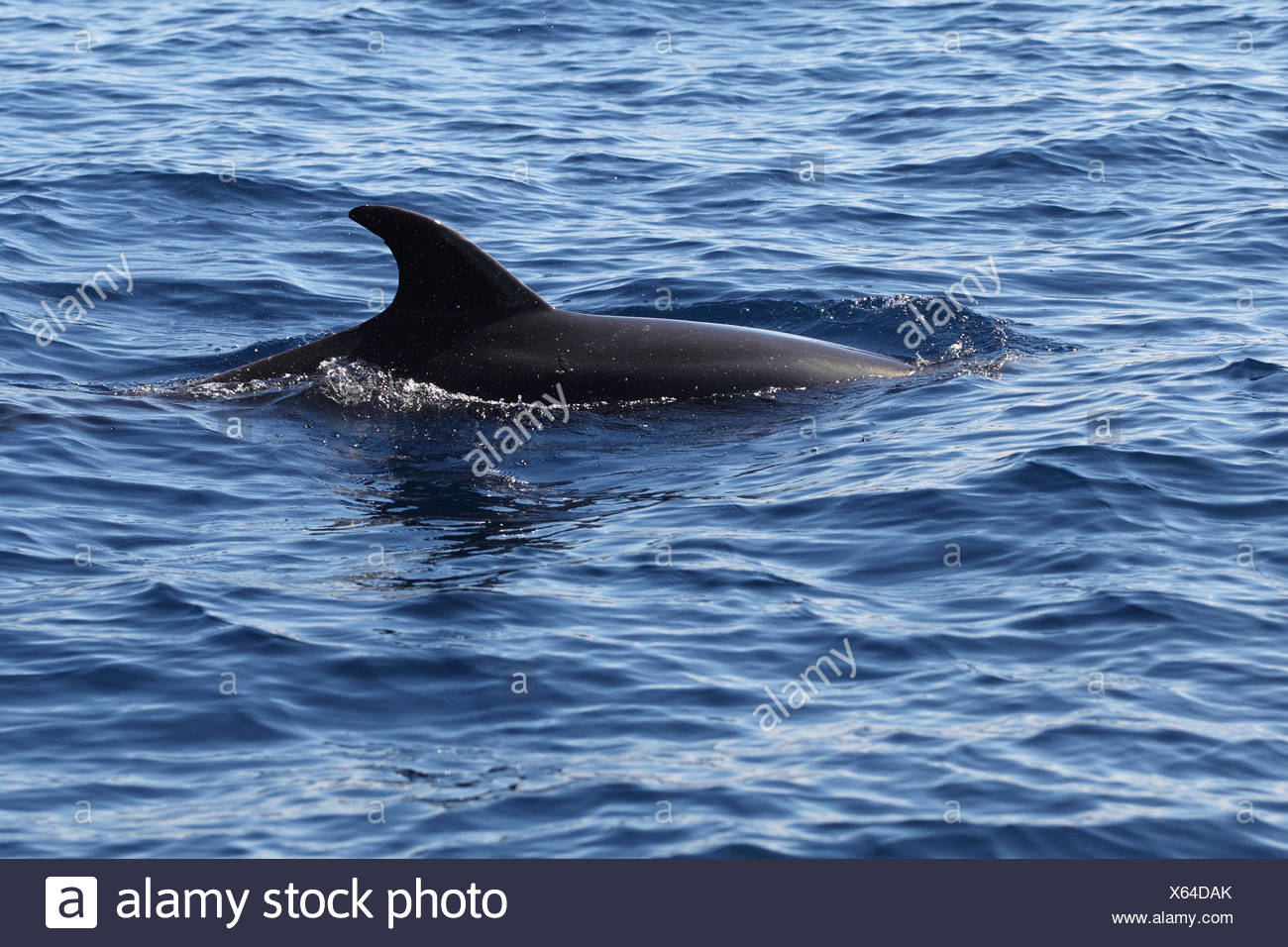 Big Nose High Resolution Stock Photography and Images - Alamy