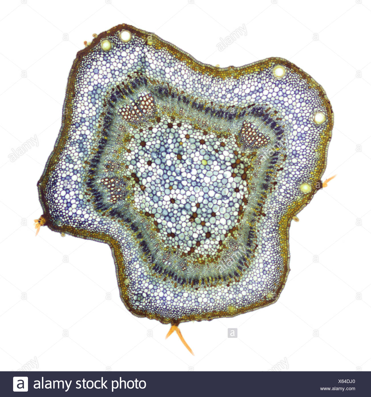 Stem Cross Section Plant High Resolution Stock Photography and Images ...