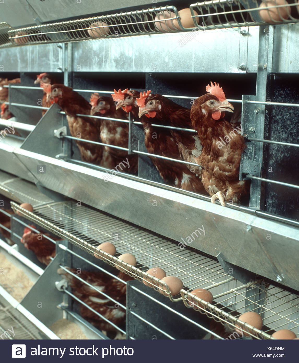 Battery Hen Stock Photos & Battery Hen Stock Images - Alamy