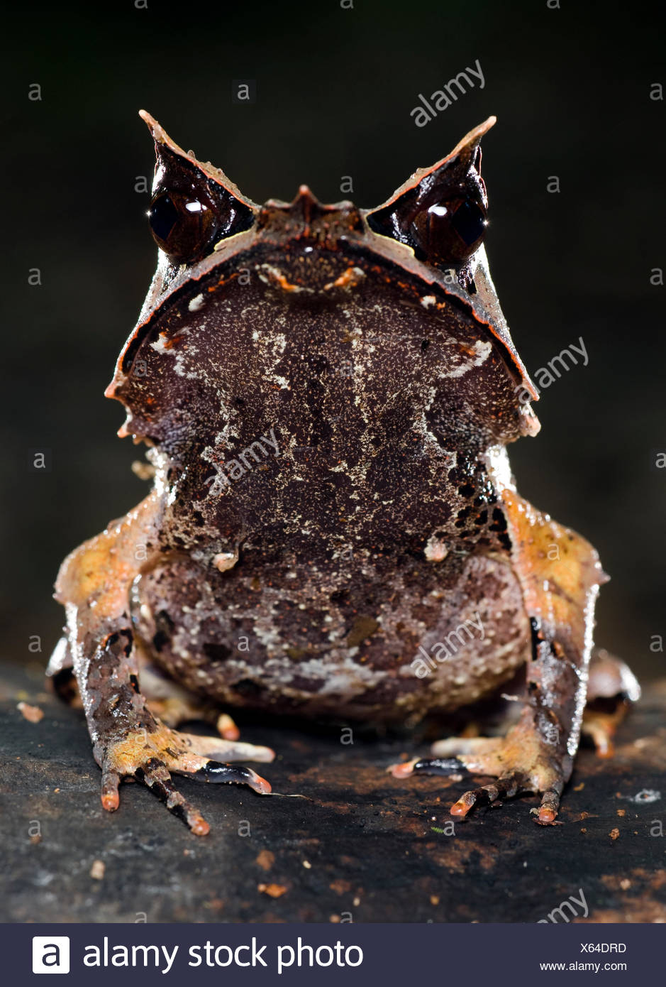 Bornean Rain Forest High Resolution Stock Photography and Images - Alamy