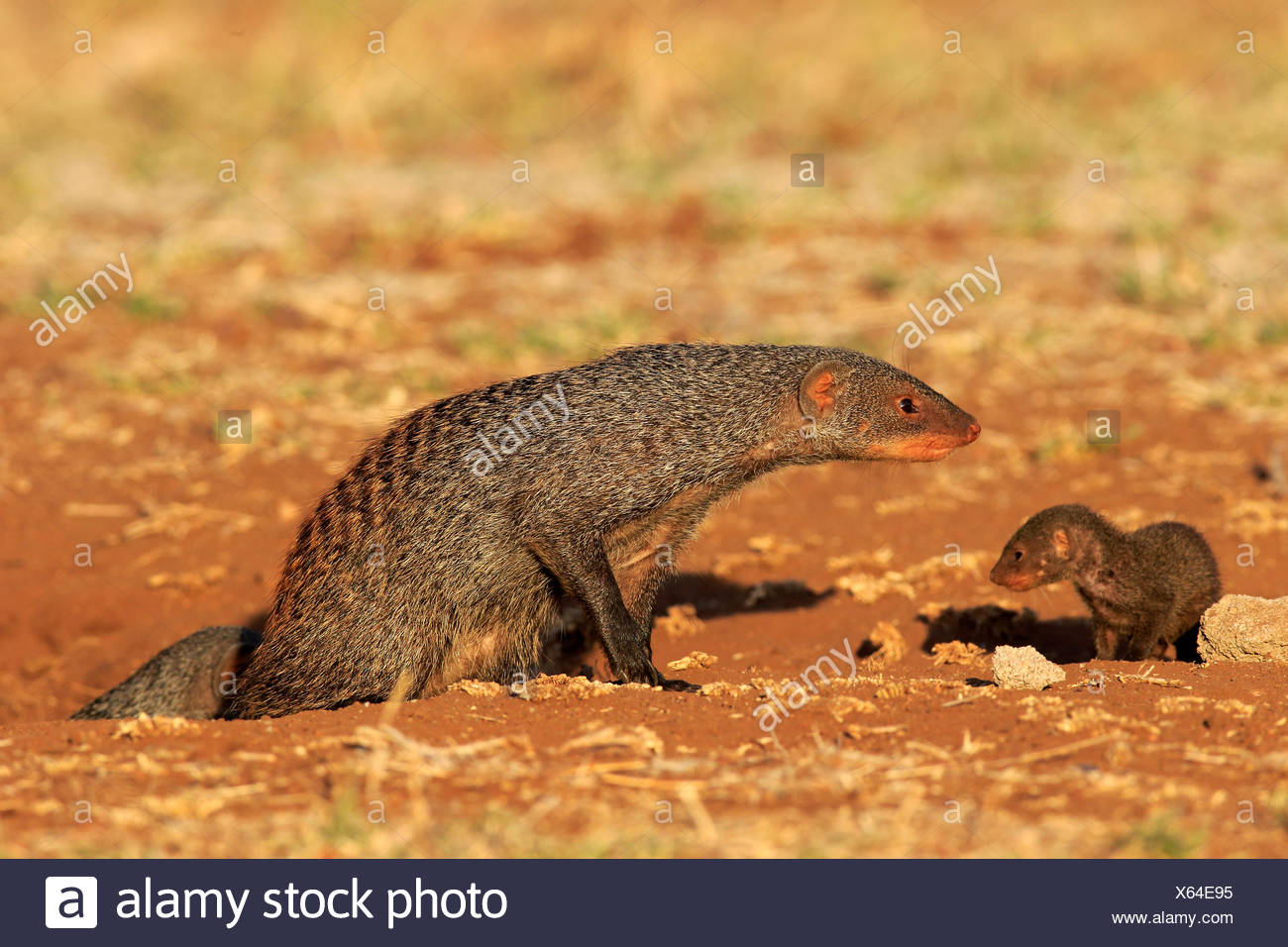 Two Banded Mongoose High Resolution Stock Photography and Images - Alamy