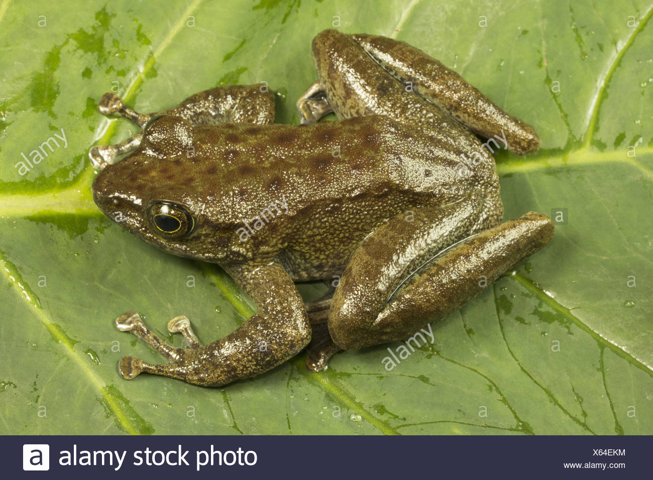 Torrent Frog Stock Photos & Torrent Frog Stock Images - Alamy