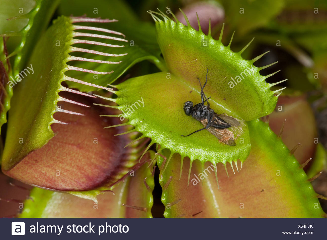 Venus Fly Trap Open High Resolution Stock Photography and Images - Alamy