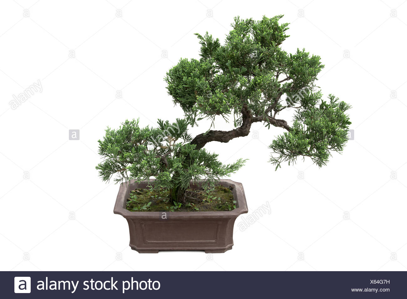 Chinese White Pine Tree Stock Photos & Chinese White Pine Tree Stock ...