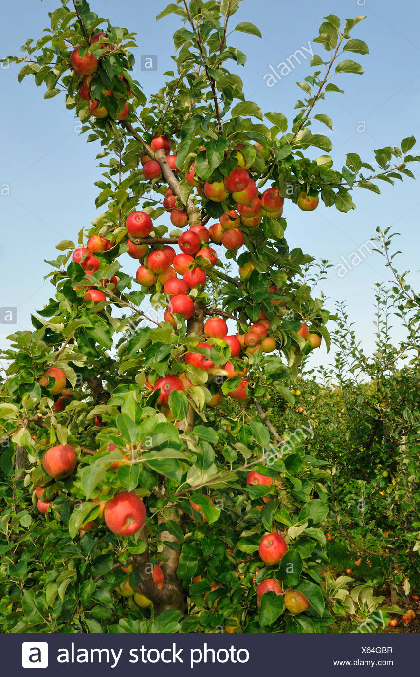 Apple Tree Malus Domestica Elstar High Resolution Stock Photography and ...