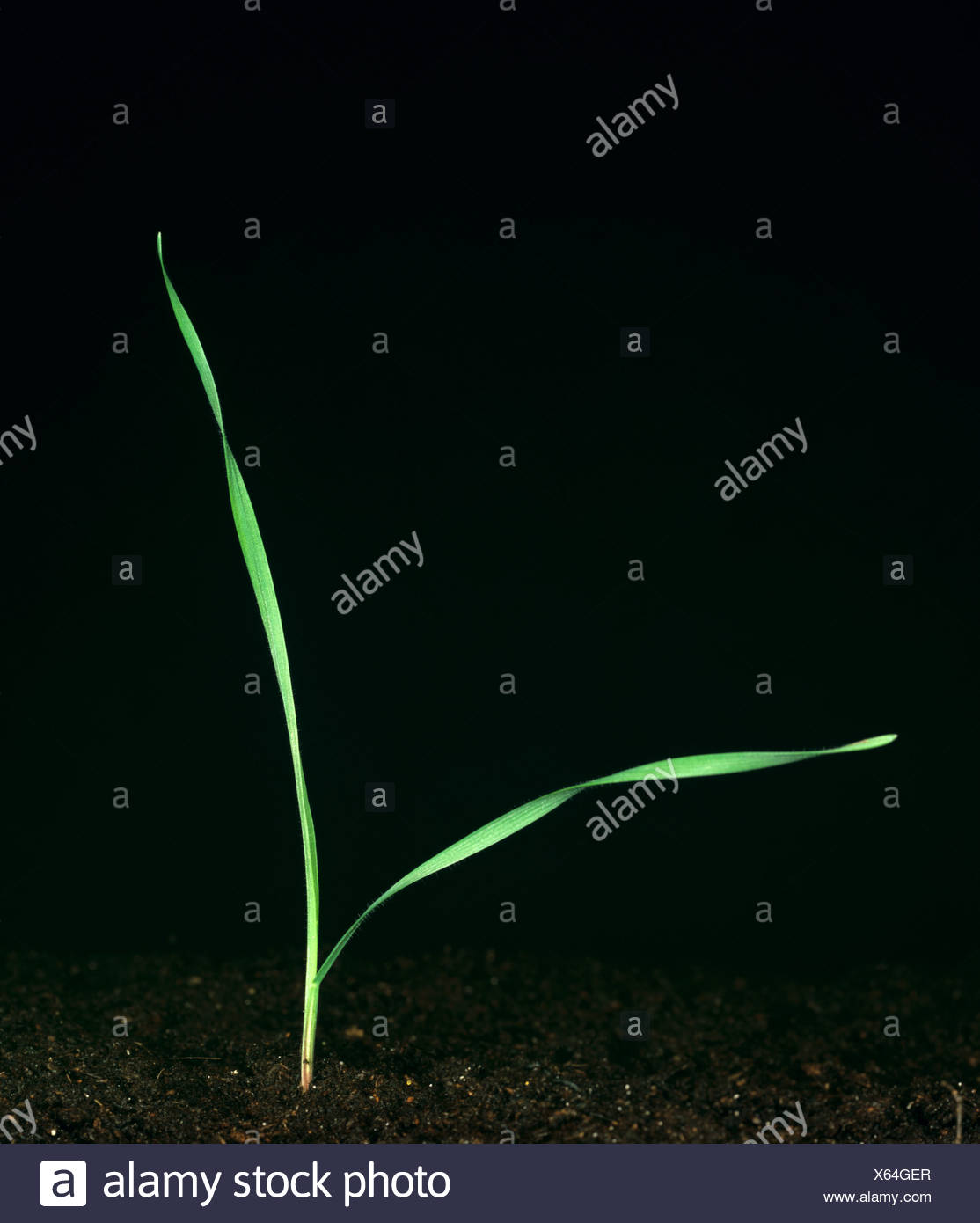 Young Plant Seedling High Resolution Stock Photography and Images - Alamy