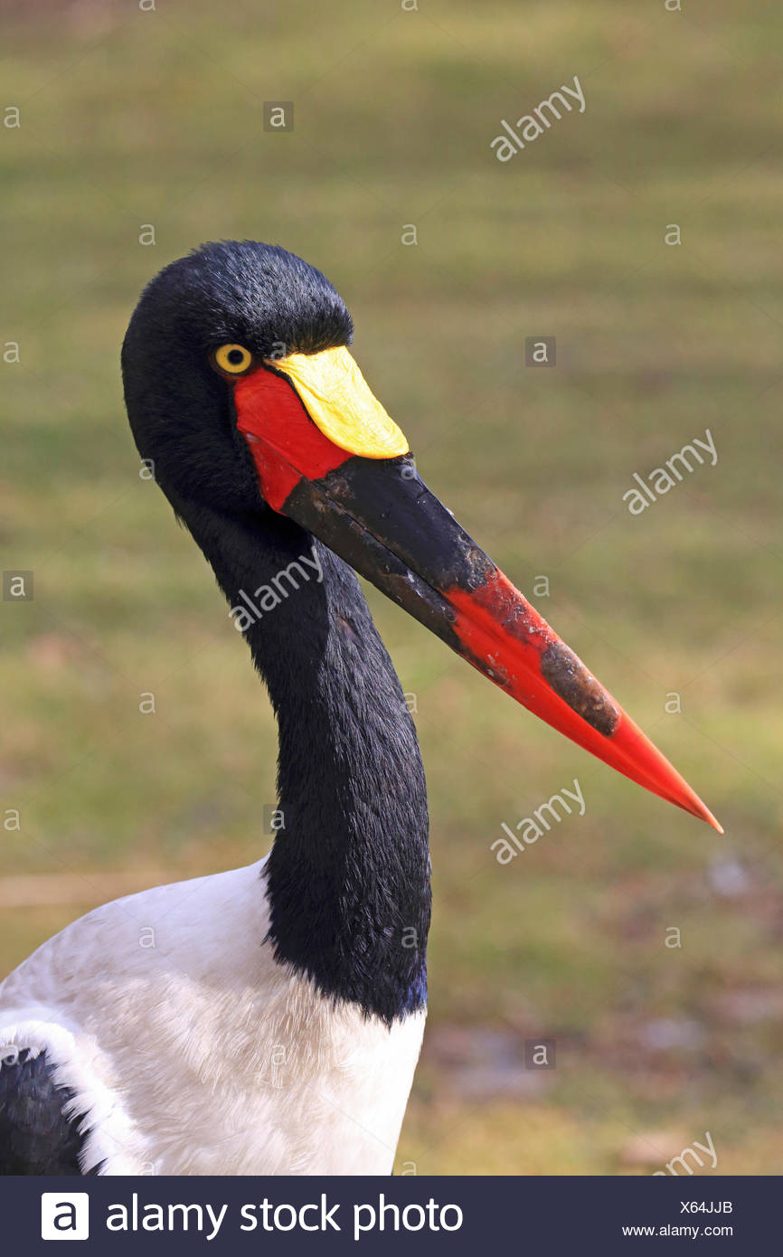 Storks Bill High Resolution Stock Photography and Images - Alamy