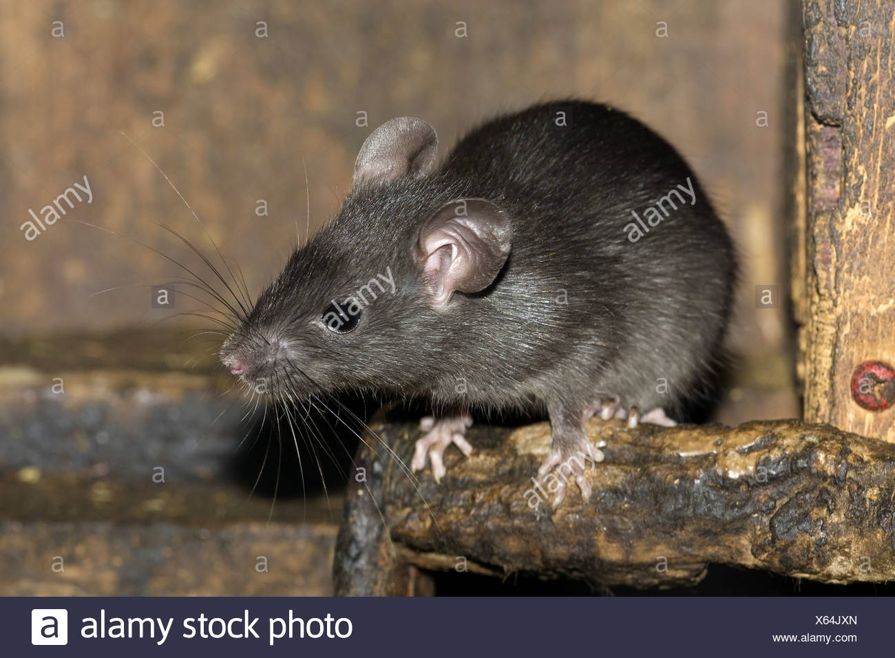Roof Rat High Resolution Stock Photography and Images - Alamy