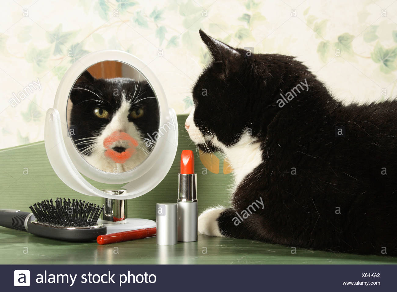 Mirror Image Cats High Resolution Stock Photography and Images - Alamy
