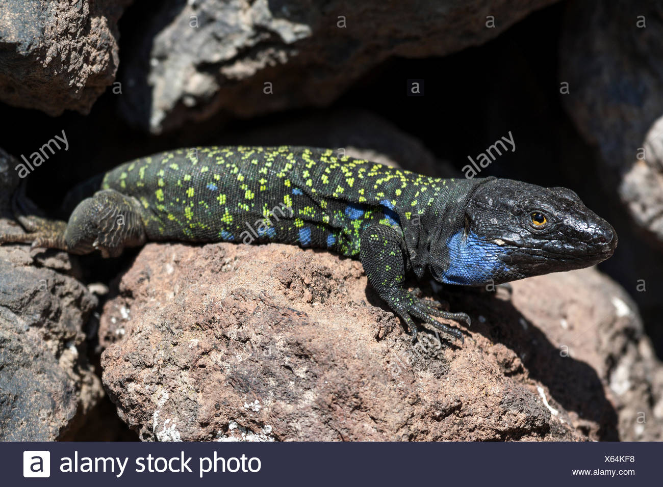 Gallots Lizard High Resolution Stock Photography and Images - Alamy