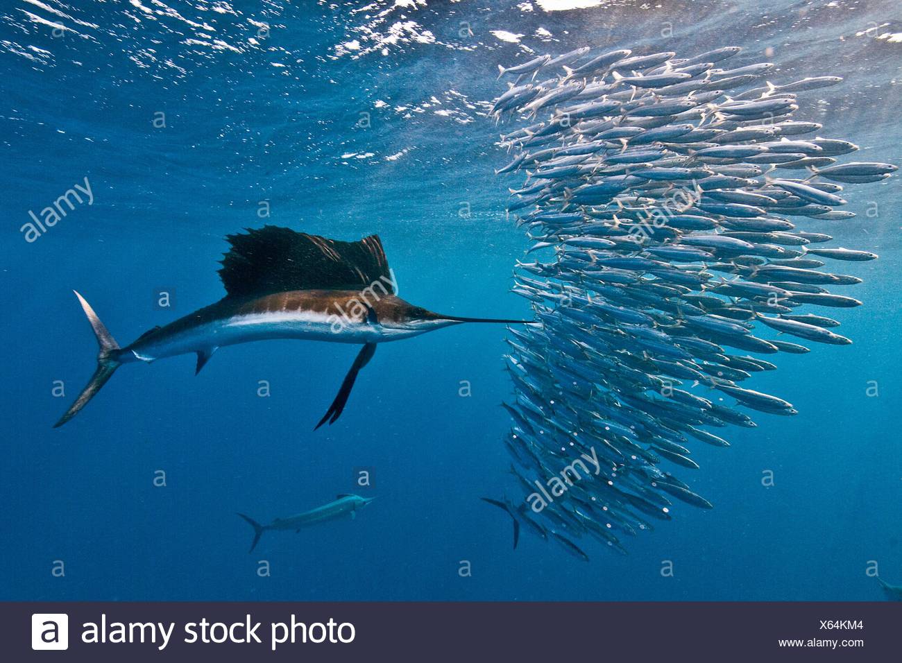 Atlantic Sailfish Istiophorus Albicans High Resolution Stock ...