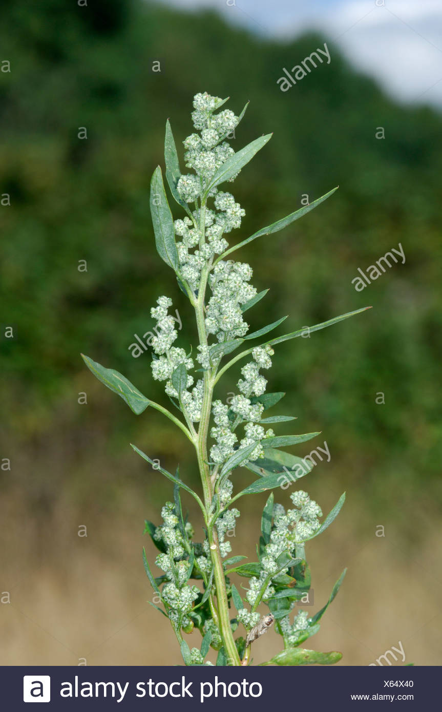 Fat Hen Flowers High Resolution Stock Photography and Images - Alamy