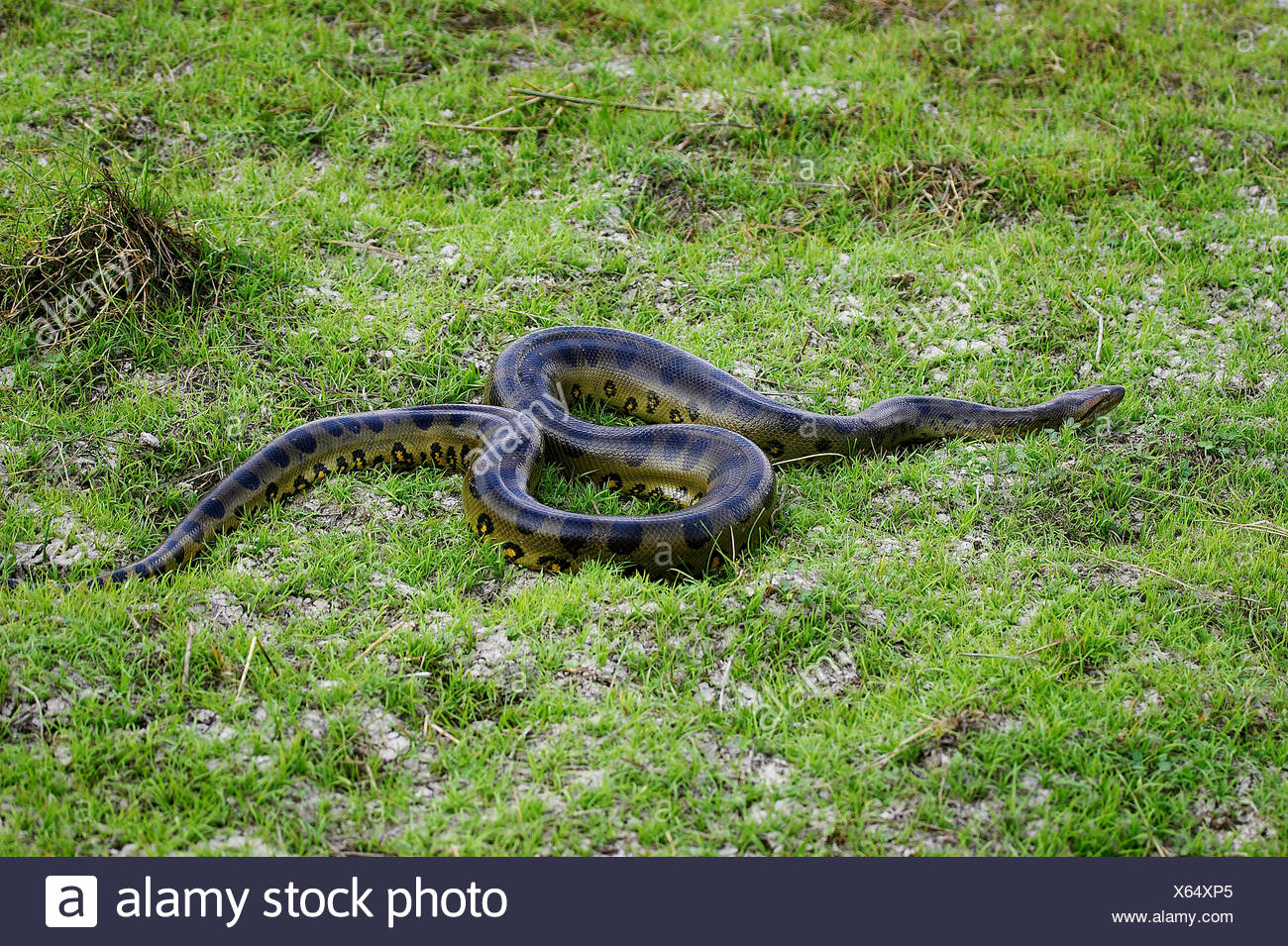 Green Anaconda Eunectes Murinus High Resolution Stock Photography and ...