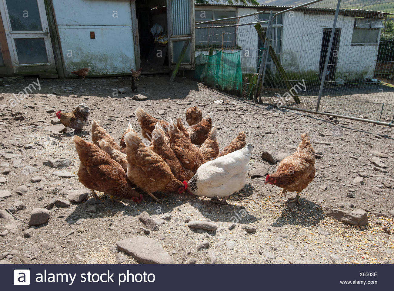 Chickens Eating Stock Photos & Chickens Eating Stock Images - Alamy