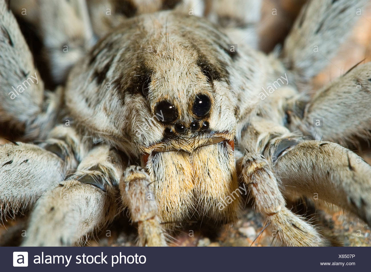 Arizona Wolf Spiders High Resolution Stock Photography and Images - Alamy