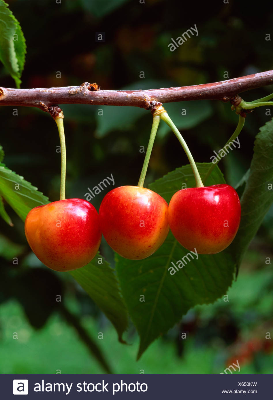 Rainier Cherry Tree Stock Photos & Rainier Cherry Tree Stock Images - Alamy