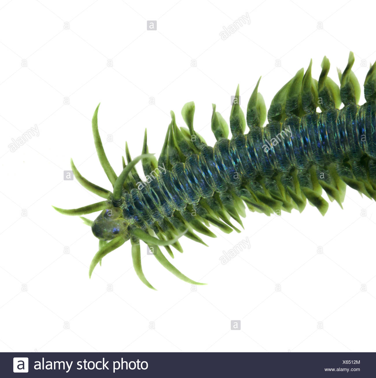 Phyllodoce Stock Photos & Phyllodoce Stock Images - Alamy