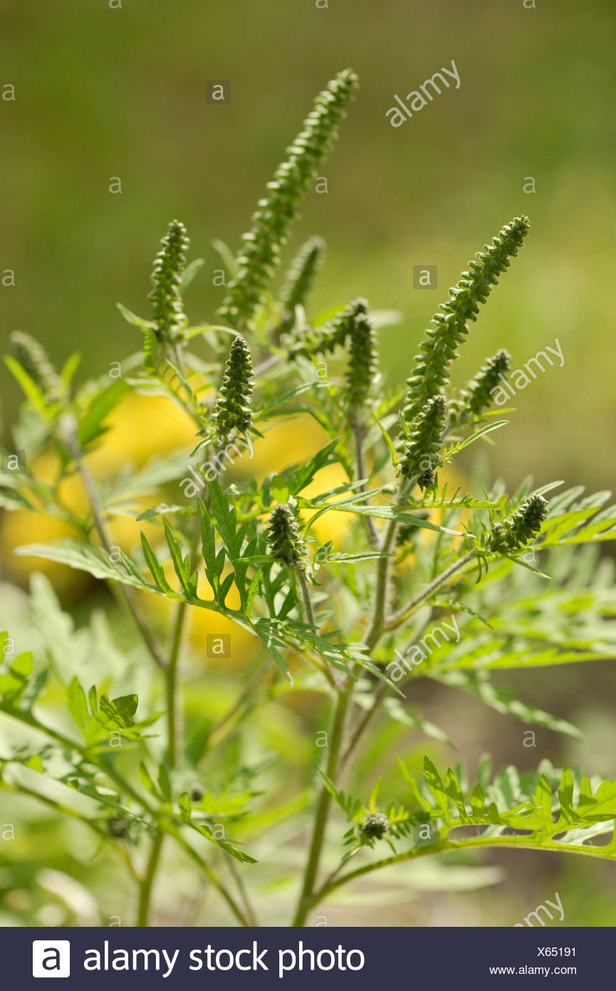 Common Ragweed Ambrosia Artemisiifolia High Resolution Stock ...