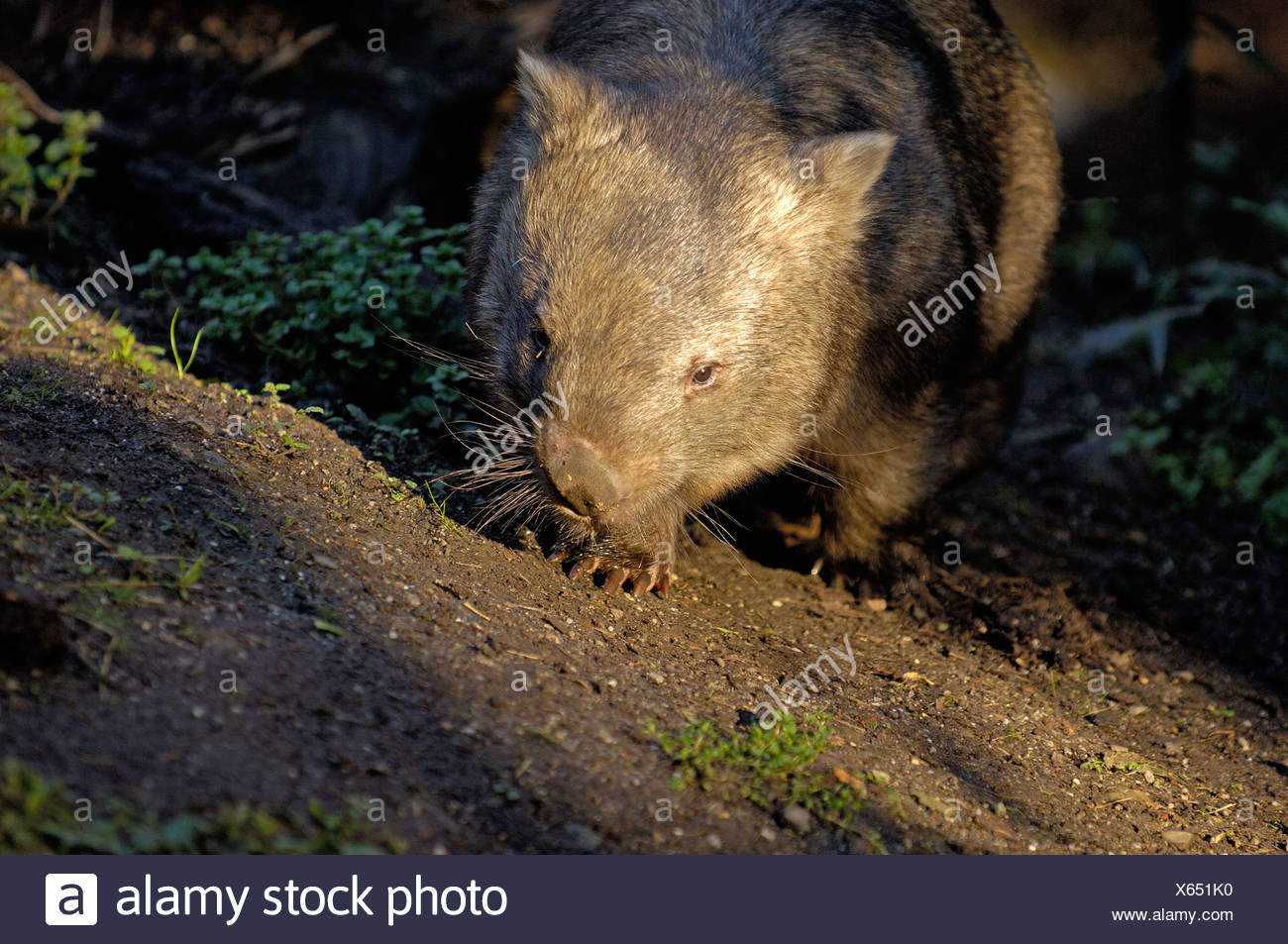 Wombat Eating High Resolution Stock Photography and Images - Alamy