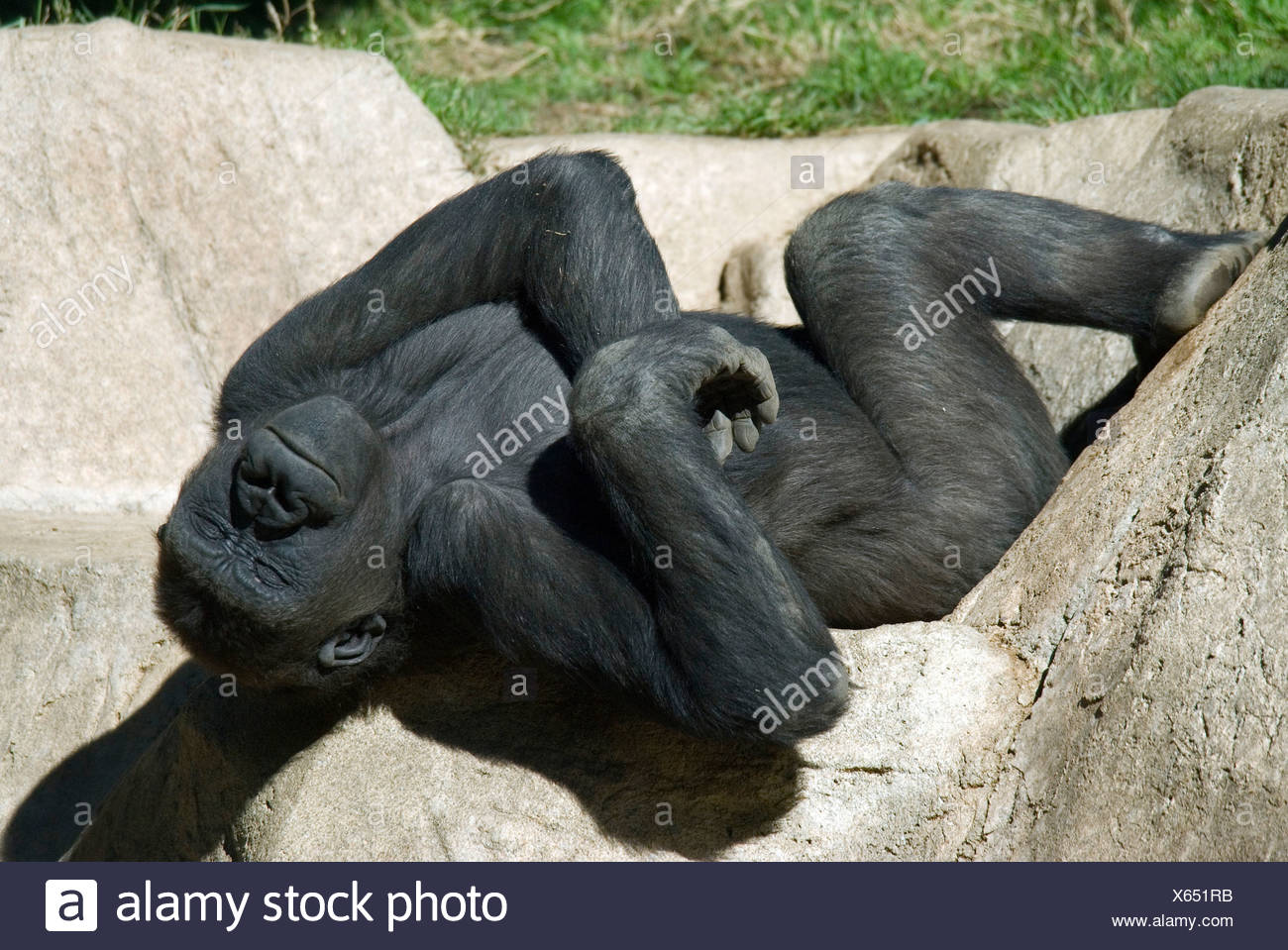 Lowland Gorilla Gorilla Gorilla Gorilla High Resolution Stock ...