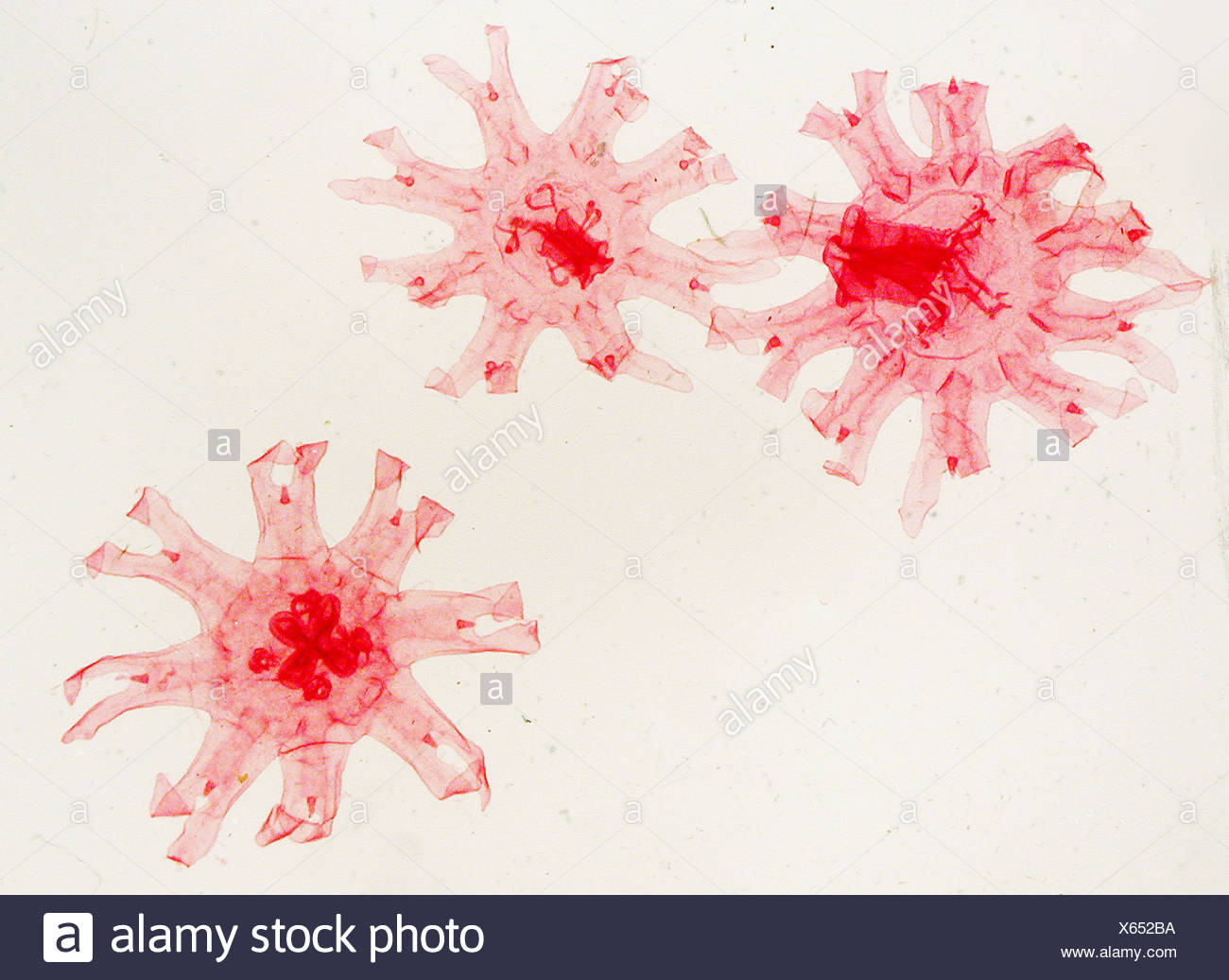 Jellyfish Life Cycle High Resolution Stock Photography and Images - Alamy