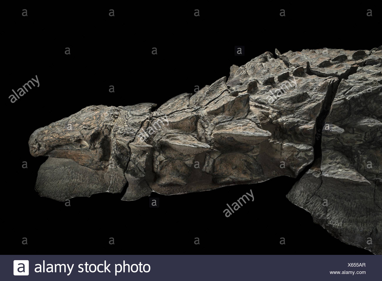 Nodosaur High Resolution Stock Photography and Images - Alamy