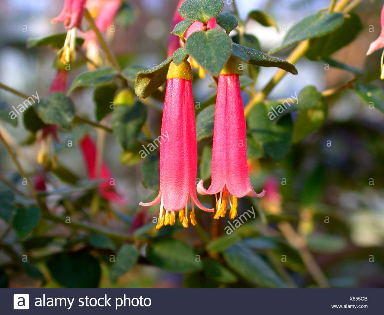 Cap And Bells High Resolution Stock Photography and Images - Alamy