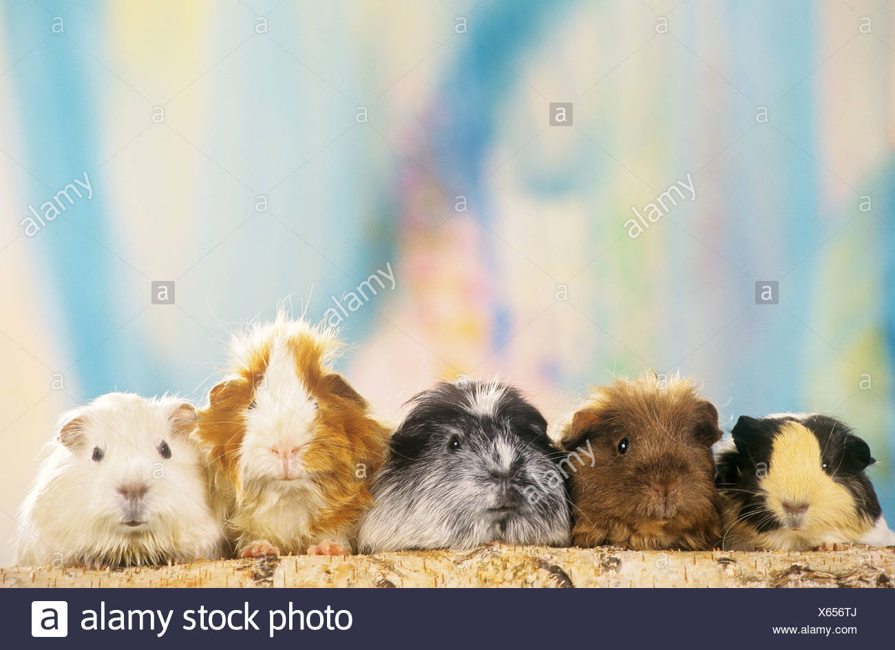 Guinea Pigs Group Stock Photos & Guinea Pigs Group Stock Images - Alamy