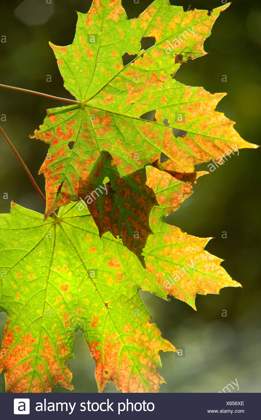 Sycamore Leaves Uk High Resolution Stock Photography and Images - Alamy