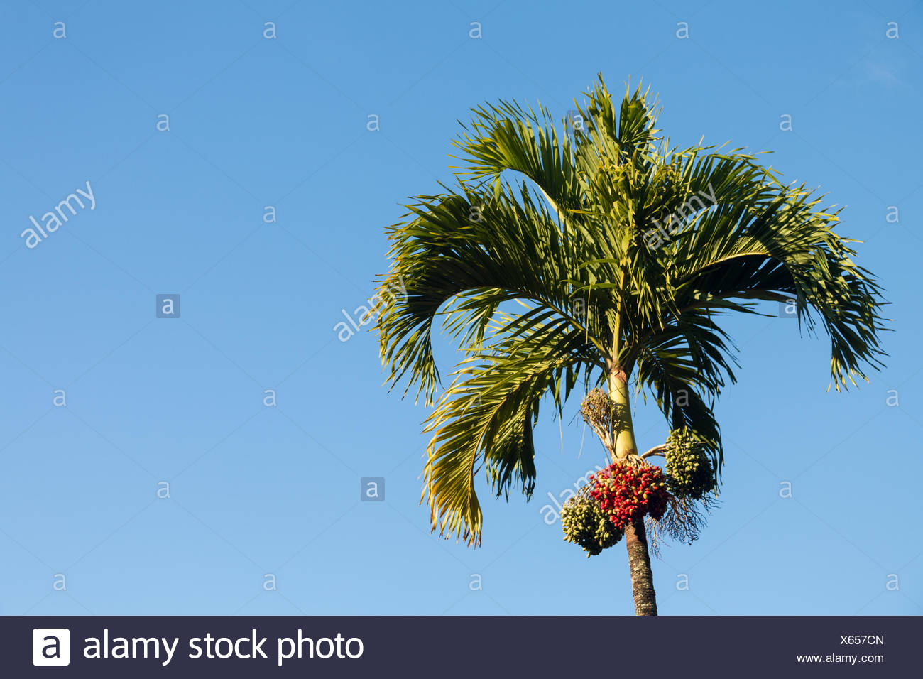 Betel Nut Tree High Resolution Stock Photography and Images - Alamy
