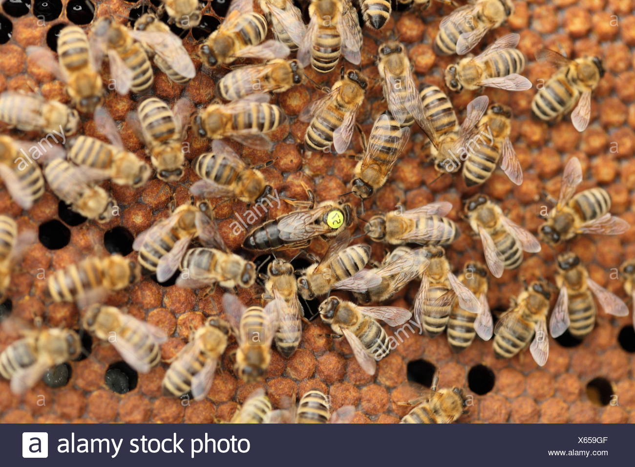 Queen Bee Cell High Resolution Stock Photography and Images - Alamy