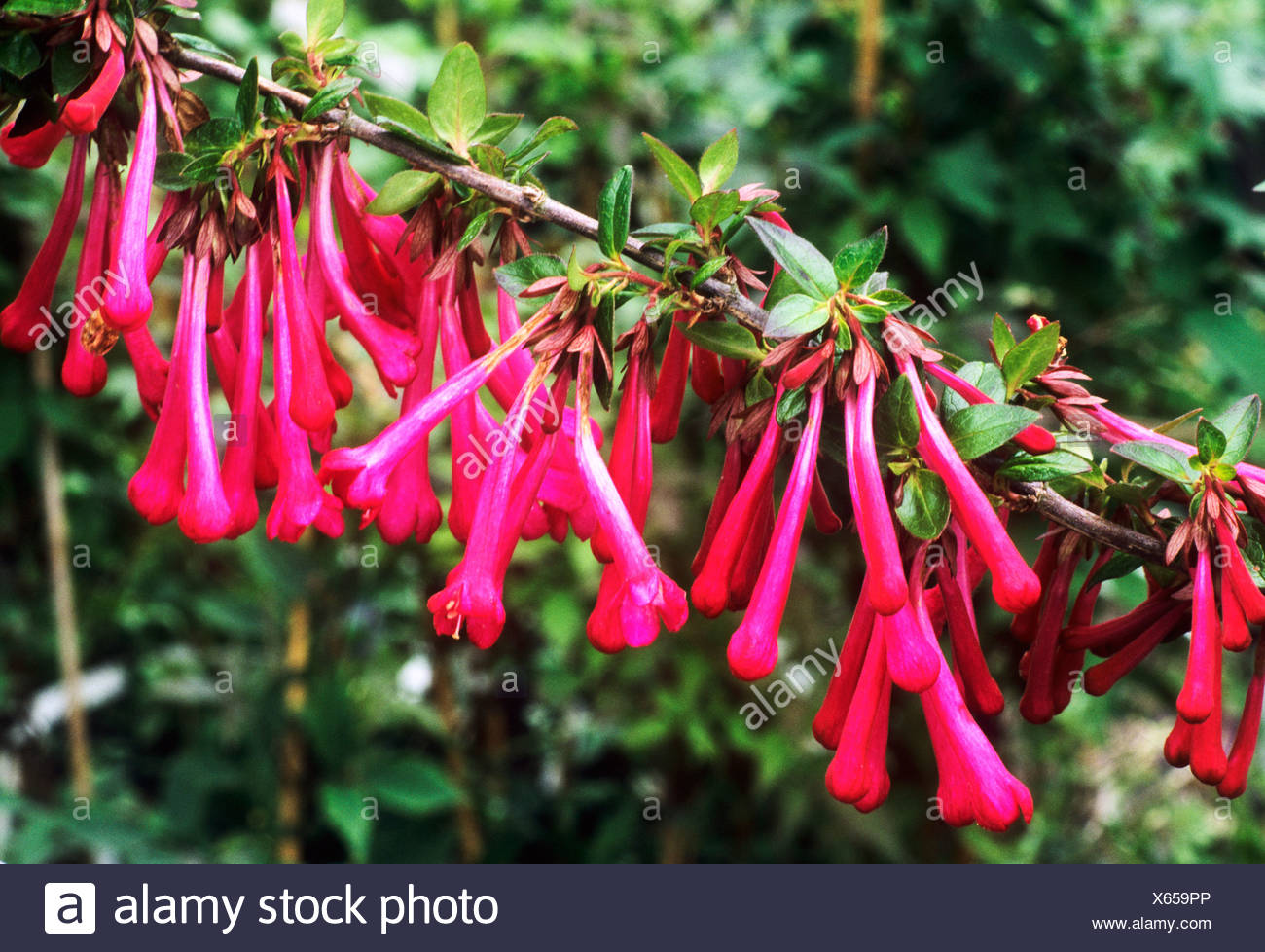 Abelia Stock Photos & Abelia Stock Images - Alamy